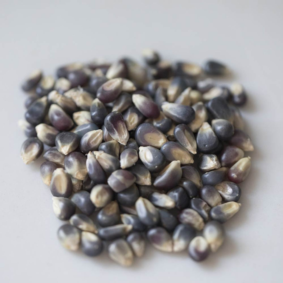 Amish Popcorn, Midnight Blue, 32 oz. – Main Street Co.